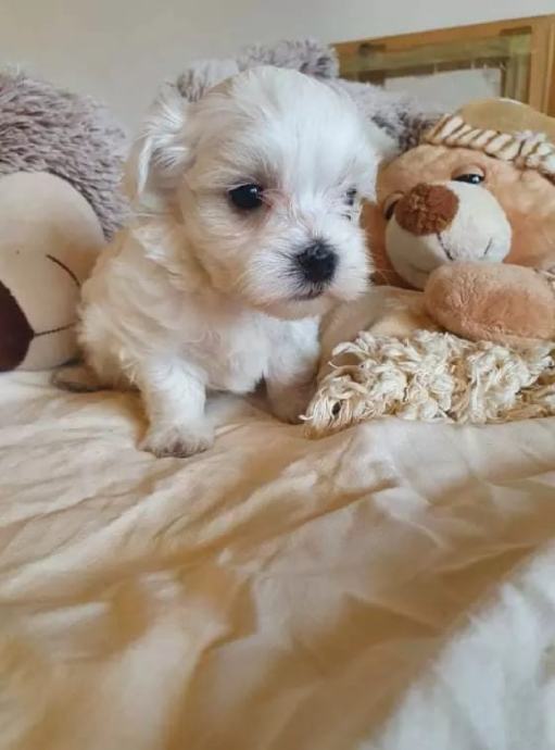 MINI MALTEZERI ️ ️ ️