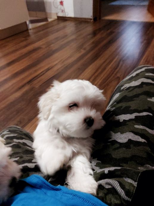 MINI MALTEZER ŽENKA