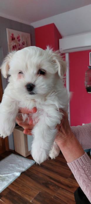 MINI MALTEZER ŽENKA