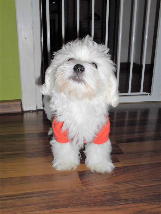 Mini Maltezer stenci (ocis.,cijepljeni+poklon paket) ZG