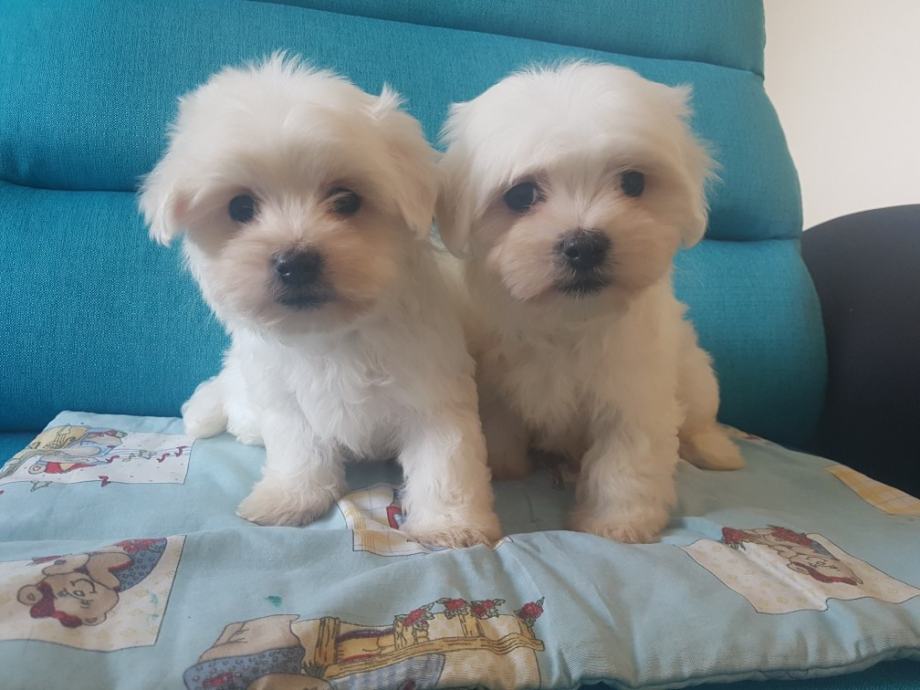 Stenci maltezeri 3.0- 3.5kg hitnoo