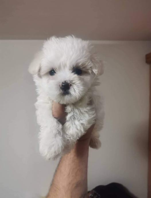 maltezeri stenci Dostava