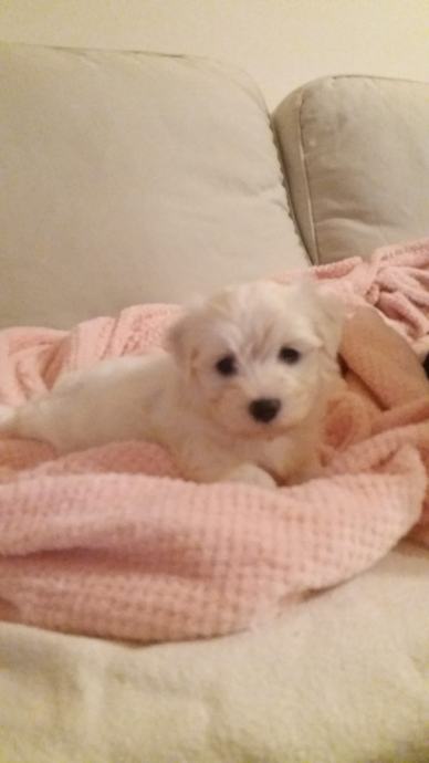 Mini Maltezeri