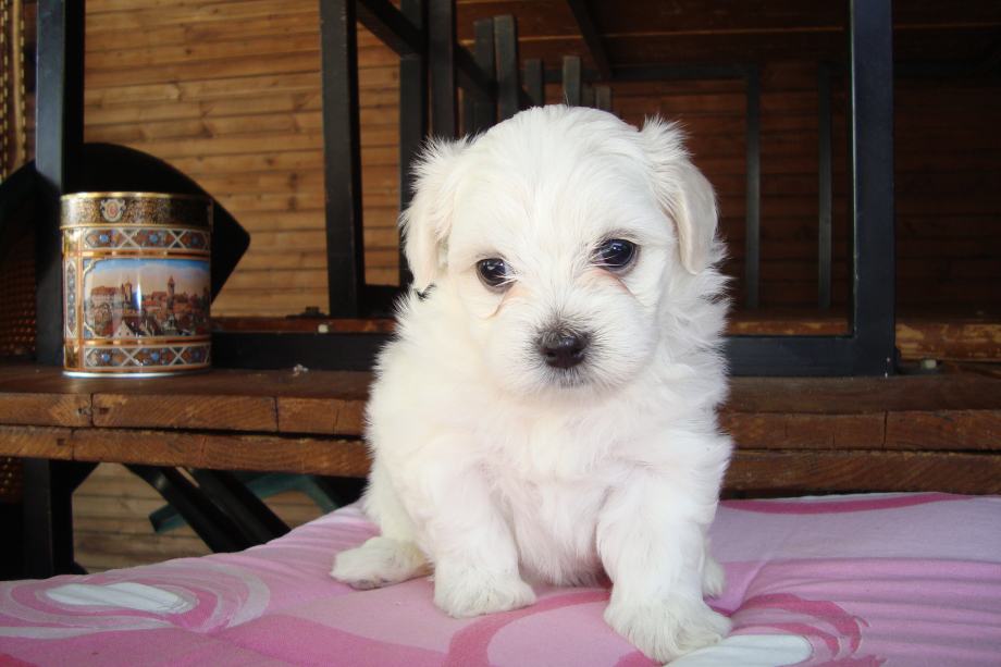 mini maltezeri