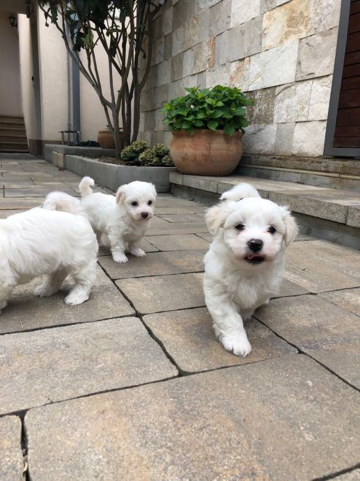 Mini maltezeri stenci