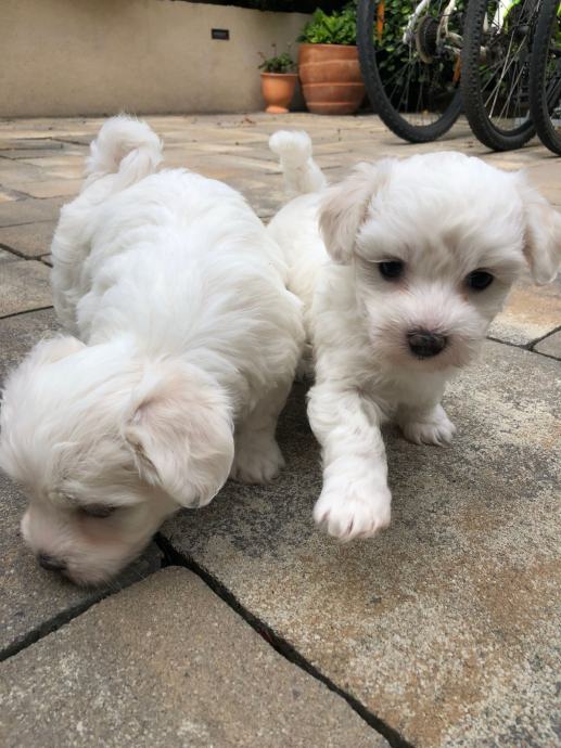 Mini maltezeri stenci