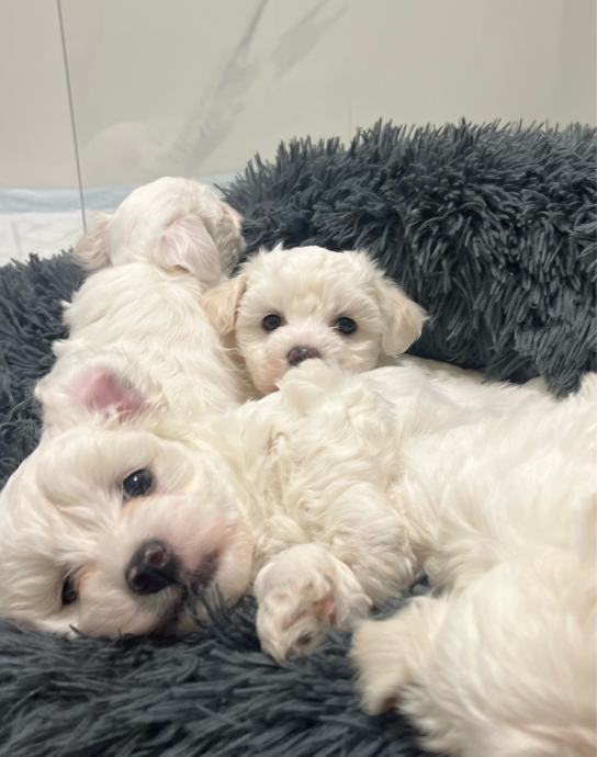 Mini maltezeri stenci