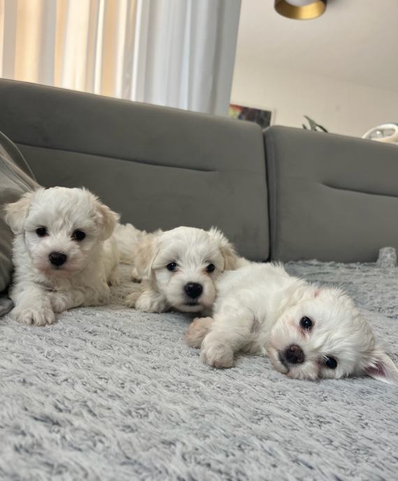 Mini maltezeri stenci