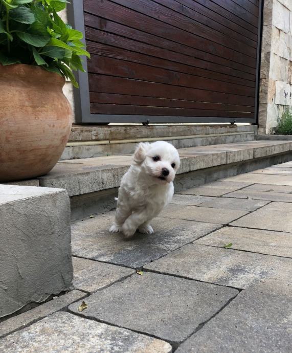 Mini maltezeri stenci