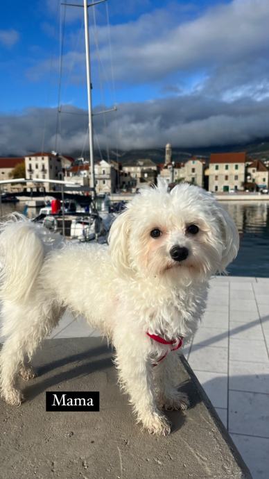 Mini maltezeri stenci