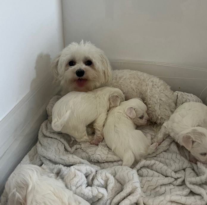 Mini maltezeri stenci