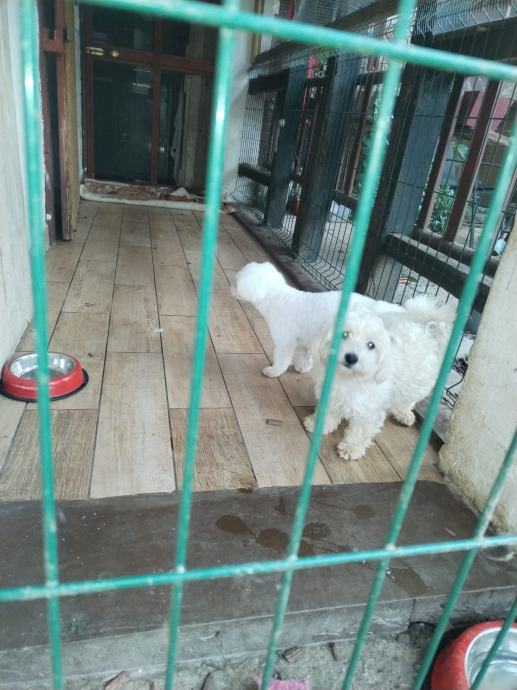 Mini Maltezeri