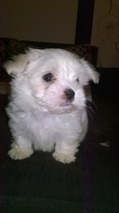 Mini maltezeri-čistokrvni -SPREMNI ZA PREUZIMANJE (ostao jedan dečko)