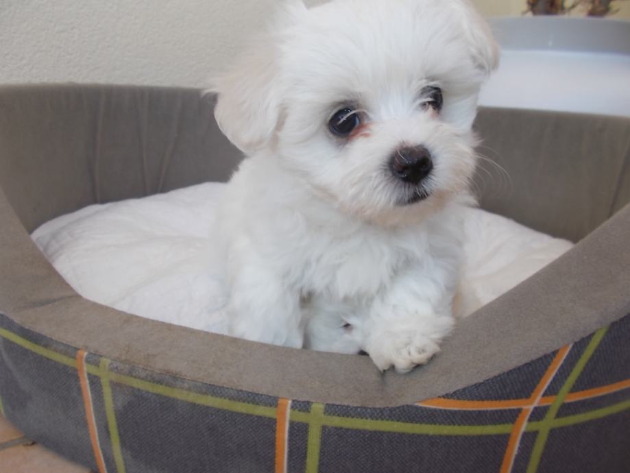 Mini maltezeri - štenci