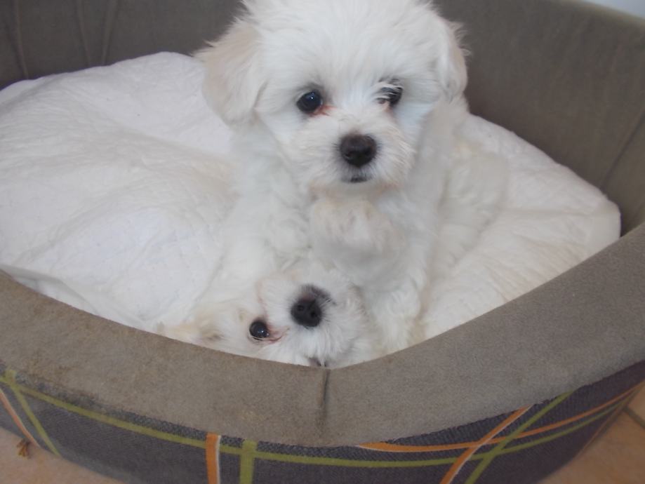 Mini maltezeri - štenci