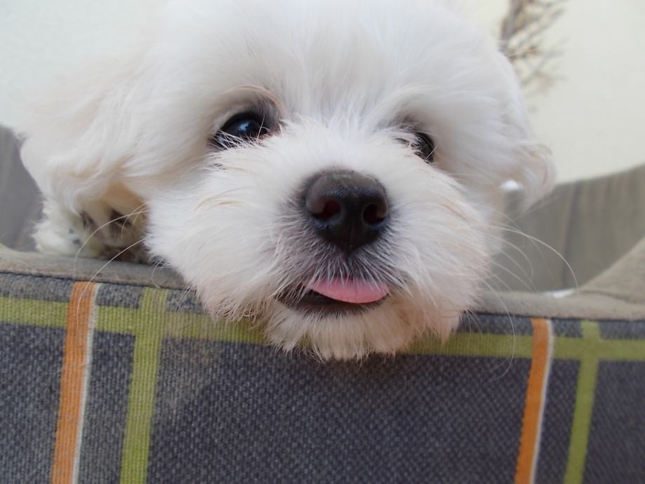 Mini maltezeri - štenci