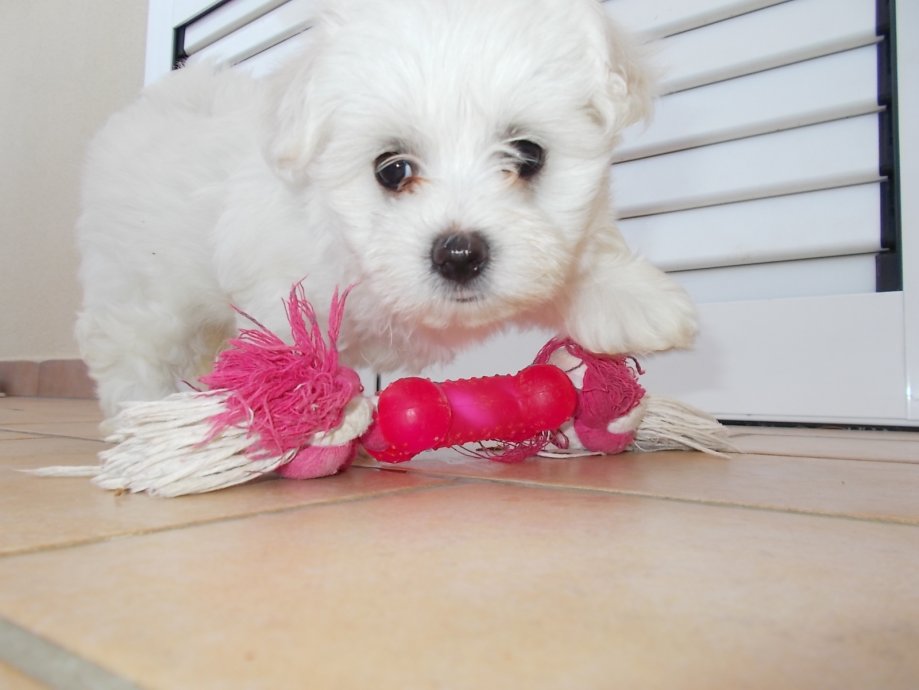 Mini maltezeri - štenci