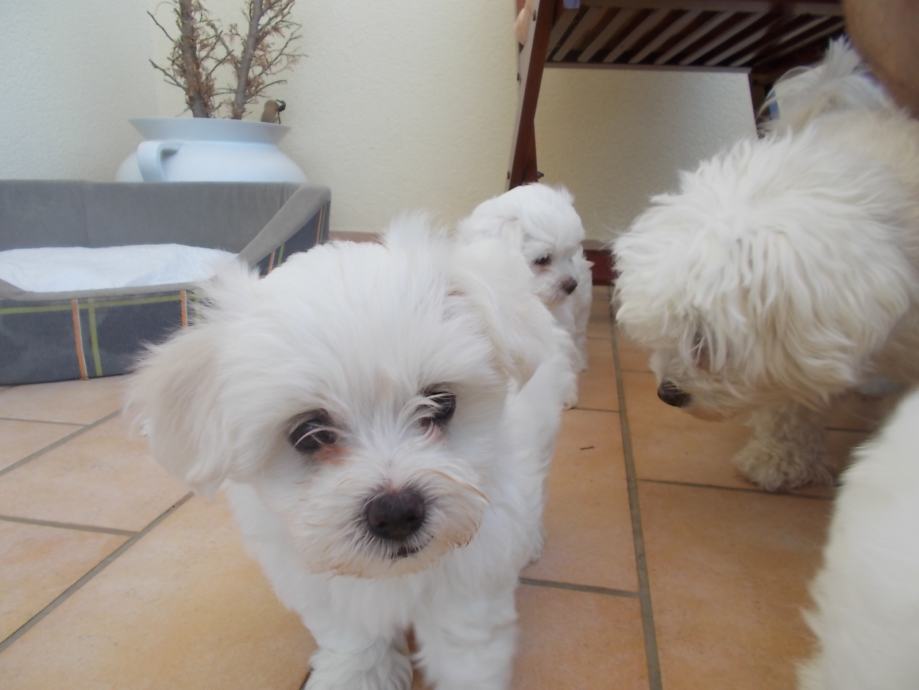 Mini maltezeri - štenci