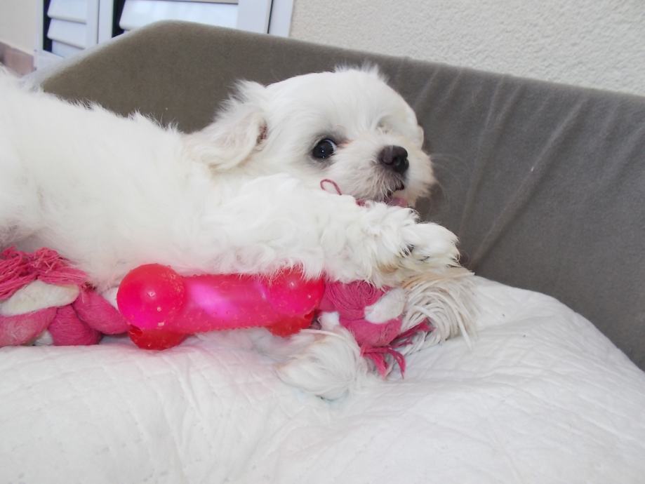 Mini maltezeri - štenci