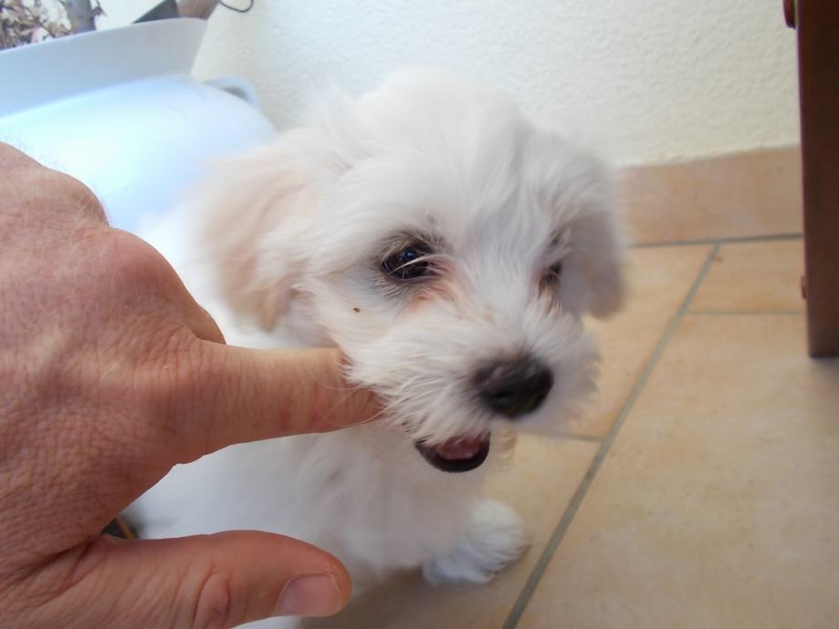 Mini maltezeri - štenci