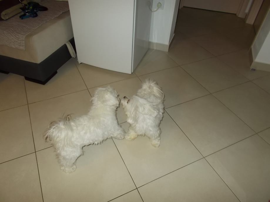 Mini maltezeri - štenci