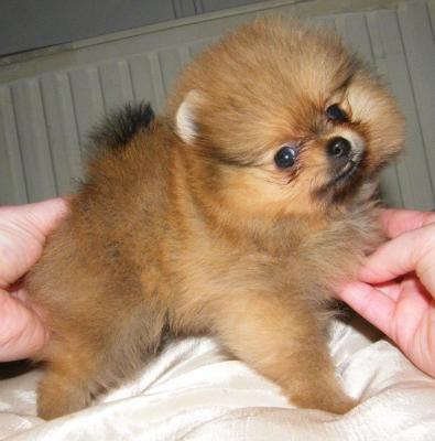 Mini njemački špic patuljasti Boo, pomeranac