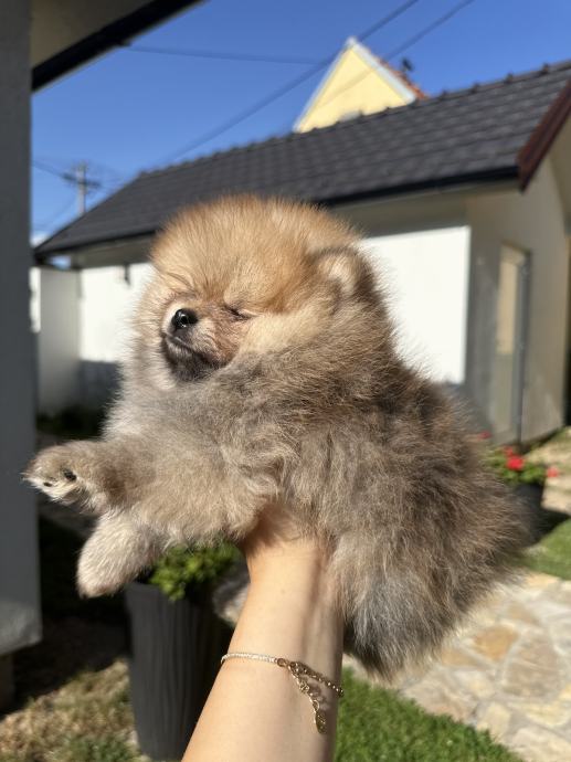 Mini pomeranci premium kvaliteta sa svim potrebnim dokumentima