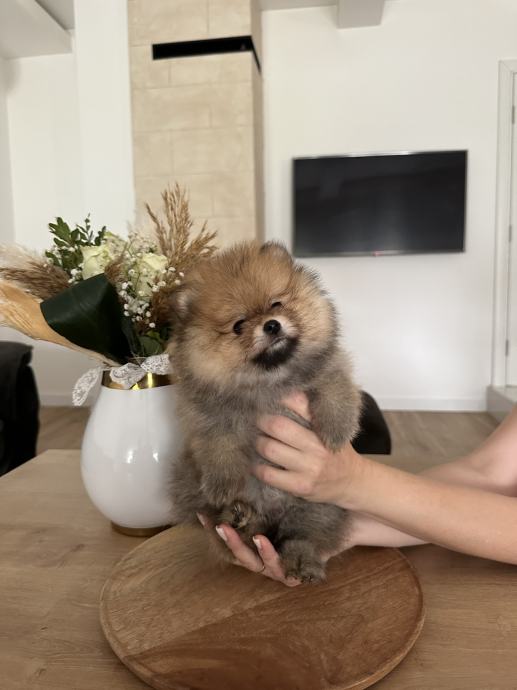Mini pomeranci premium kvaliteta sa svim potrebnim dokumentima