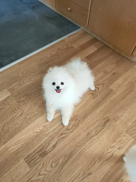 Mini Pomeranian stenci cijeplj.,cipirani EU Putov.+Startpaket
