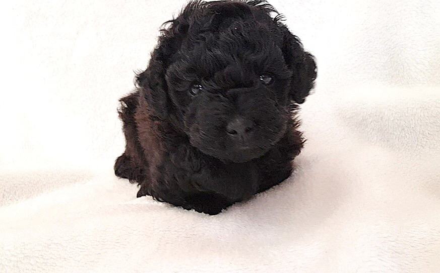 Mini Pudl žensko štene