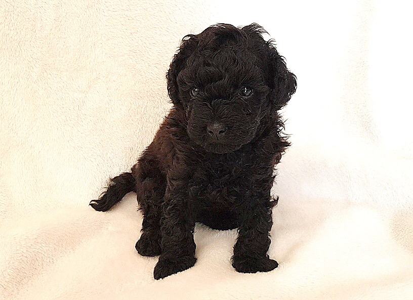 Mini Pudl žensko štene