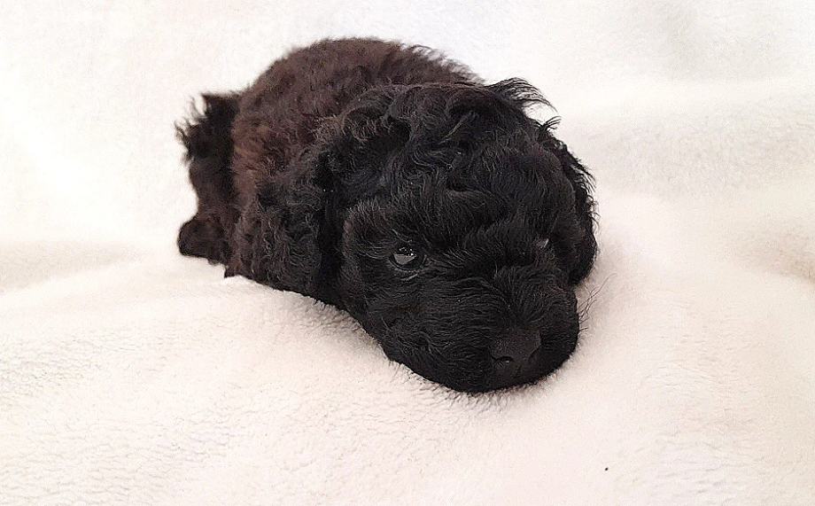 MINI PUDL - žensko štene