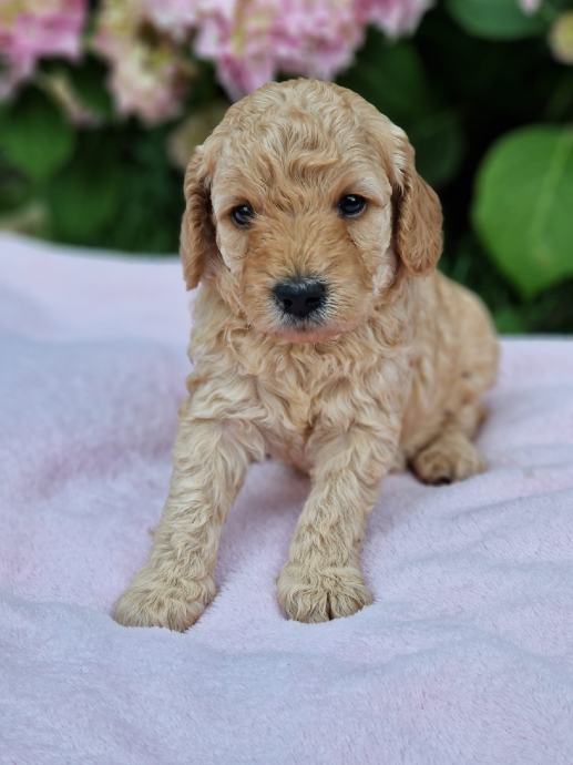 Mini PUDL MUŽJAK aprikot