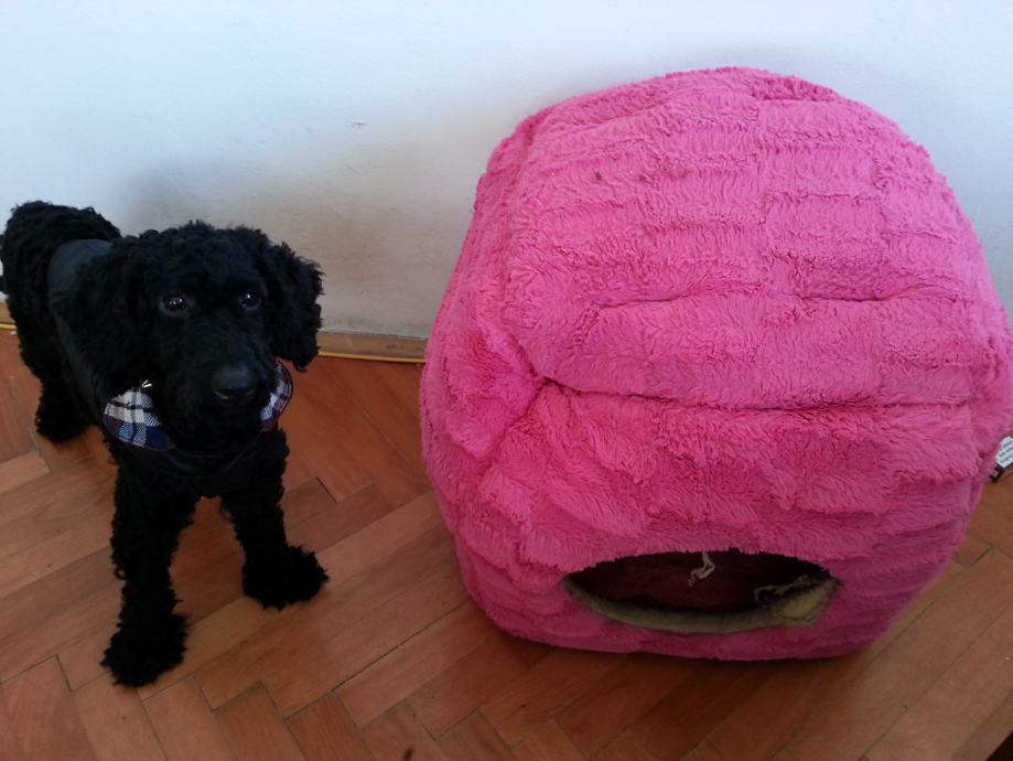 mini pudl pudlica povoljno + mini kavez