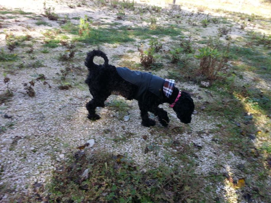 mini pudl pudlica povoljno + mini kavez