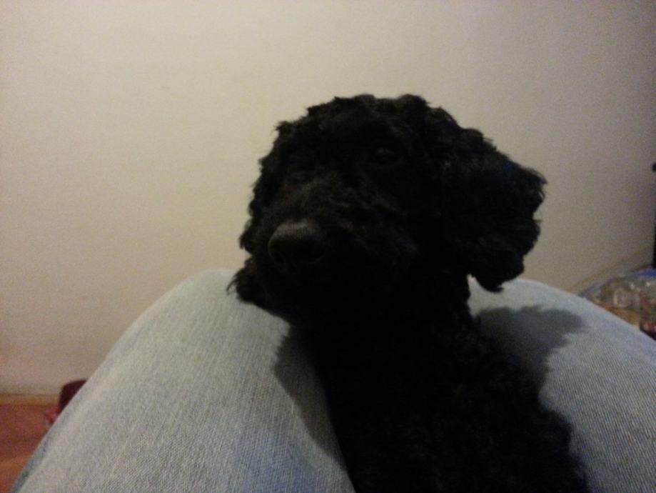 mini pudl pudlica povoljno + mini kavez