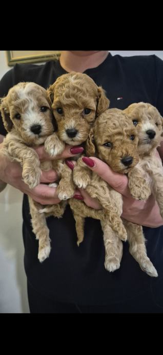 Mini pudla (moguća dostava)