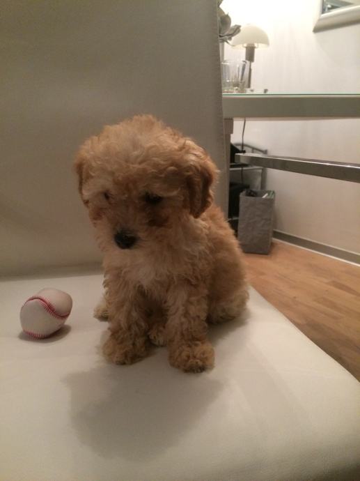 Mini pudla svijetli aprikot