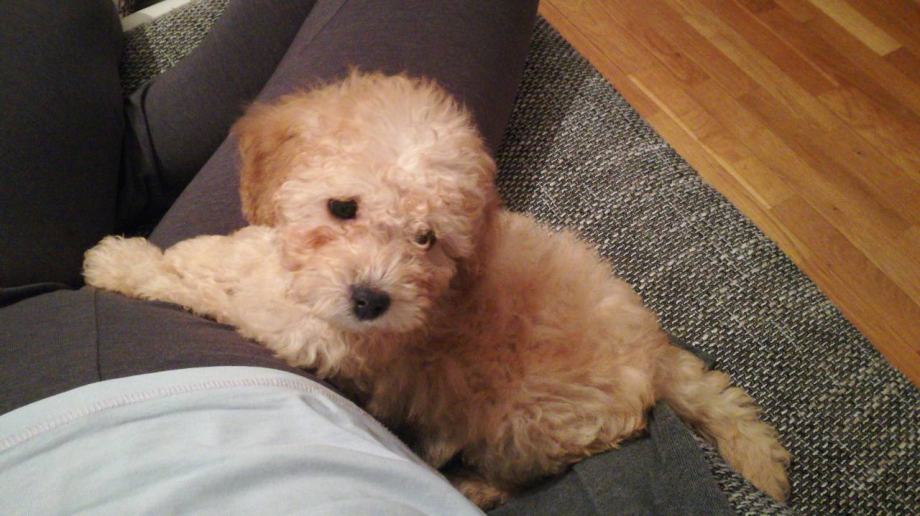 Mini pudla svijetli aprikot