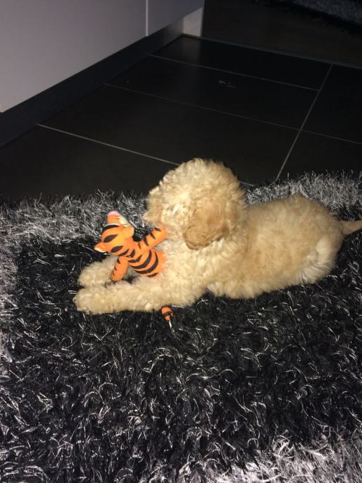 Mini pudla svijetli aprikot