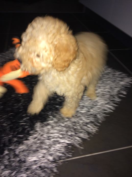 Mini pudla svijetli aprikot