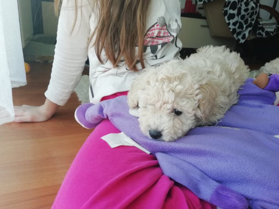 Mini pudla (Ž)