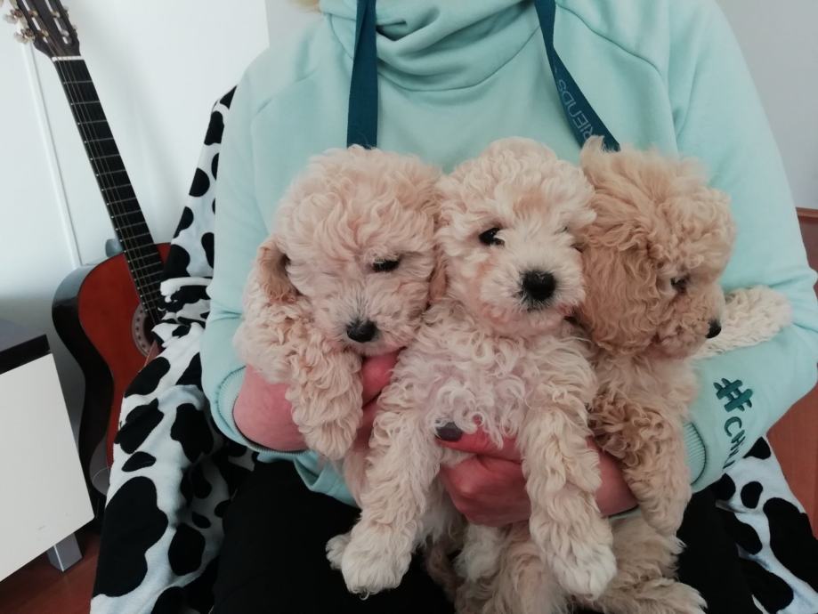 Mini pudla (Ž)