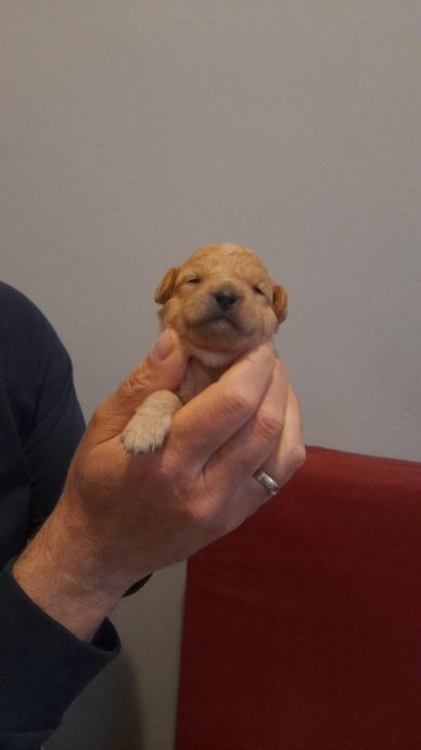 Mini Pudle