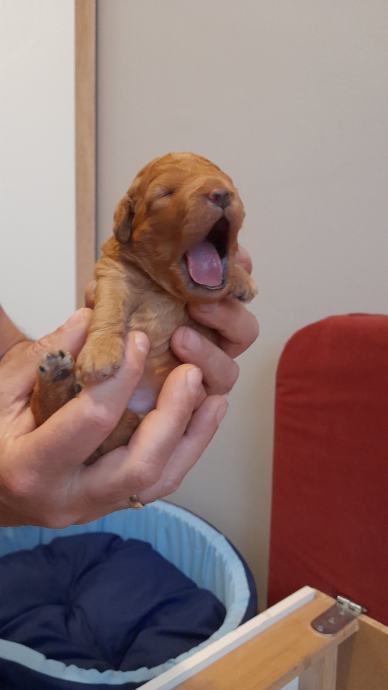 Mini Pudle