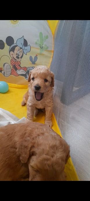 Mini Pudle