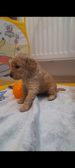 Mini Pudle