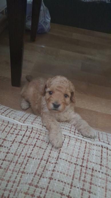 Mini Pudle