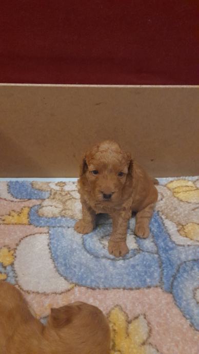 Mini Pudle