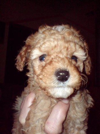 MINI PUDLICA APRIKOT - POVOLJNO